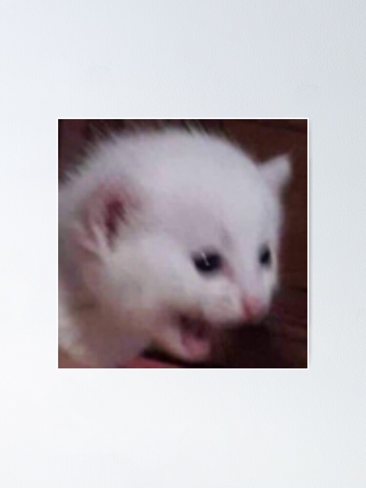 "Cat Screaming Meme" Poster for Sale by xoxoStore | Redbubble
