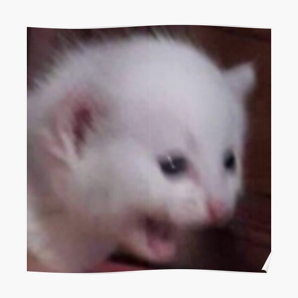 "Cat Screaming Meme" Poster for Sale by xoxoStore | Redbubble