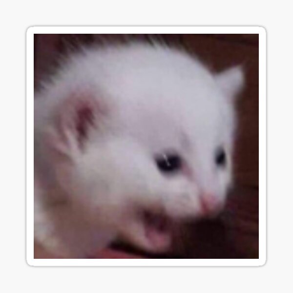 "Cat Screaming Meme" Sticker for Sale by xoxoStore | Redbubble