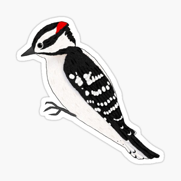 "Downy Woodpecker" Sticker for Sale by IlliterArt | Redbubble