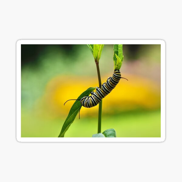 "Monarch Caterpillar" Sticker for Sale by rendoherty | Redbubble