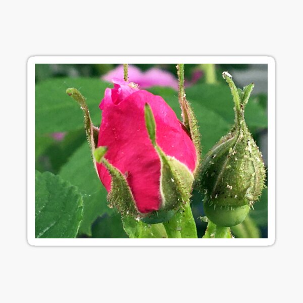 "Rose Bud" Sticker for Sale by Ric1926 | Redbubble