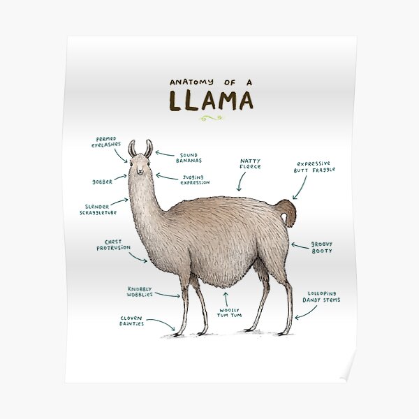 "Anatomy of a Llama" Poster for Sale by HaryVinh | Redbubble