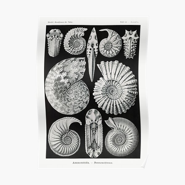 "Ernst Haeckel's Ammonites" Poster for Sale by Quilar | Redbubble