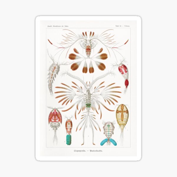 Quilar Shop | Redbubble