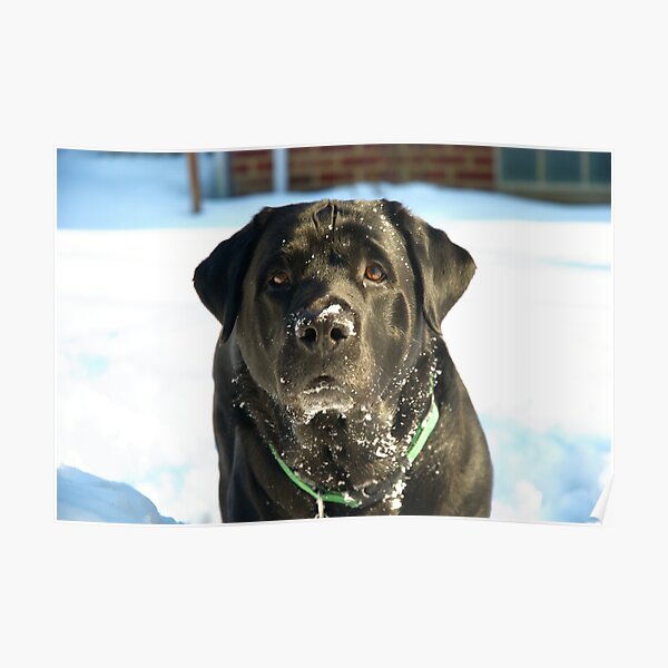 "The English Labrador" Poster by rmcbuckeye | Redbubble