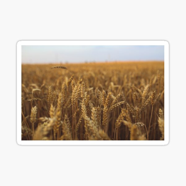 "Field of Wheat" Sticker for Sale by waitpitch | Redbubble