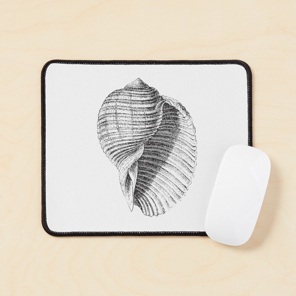 "Seashell | Sea Shell | Conch Shell | Vintage Shells | Vintage ...