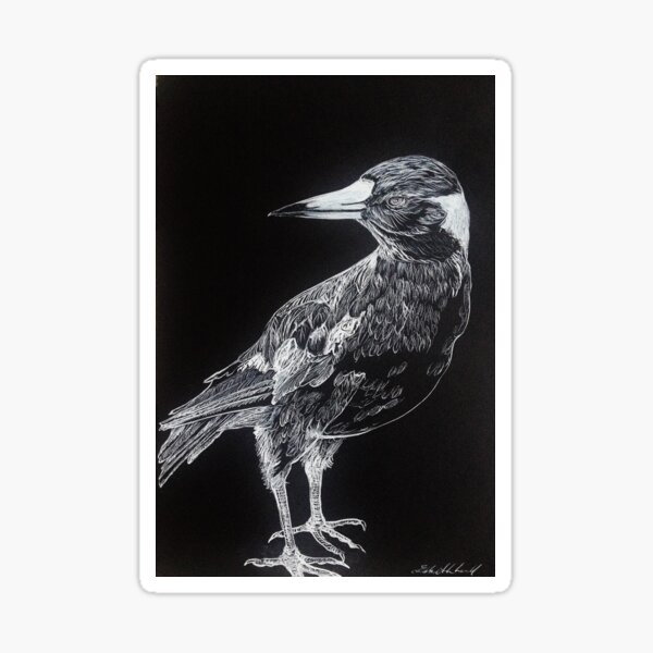 "Australian bird the Magpie ink art black and white " Sticker for Sale ...