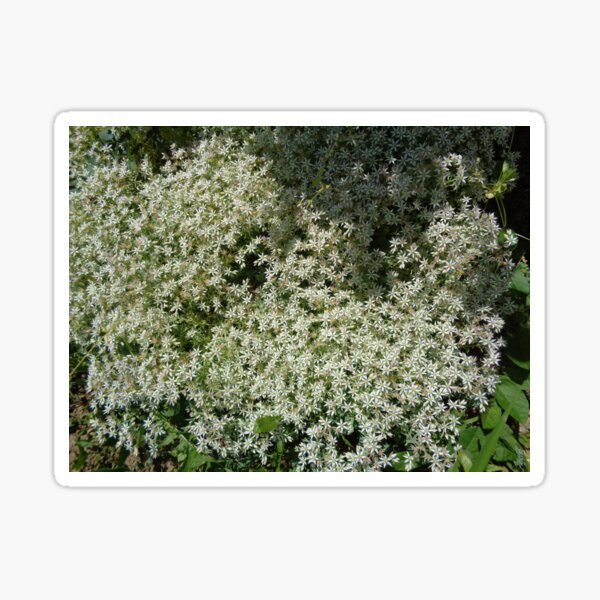 "White stars" Sticker by beleja | Redbubble