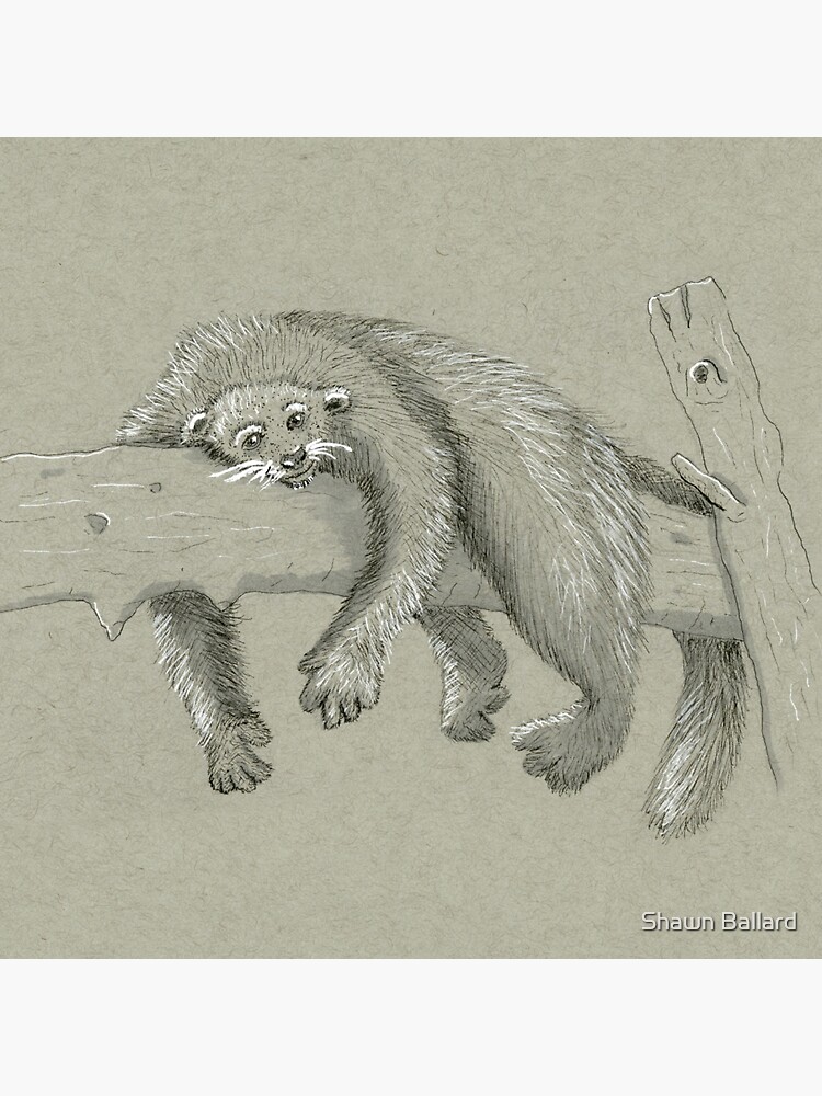 "Binturong Lounging Sketch - Pen and Ink Wildlife Art" Sticker for Sale ...