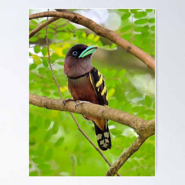"Banded Broadbill Tropical Bird" Poster for Sale by MorningFive | Redbubble