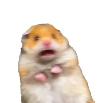 "Scared hamster meme" Sticker for Sale by HelpMePayRent | Redbubble