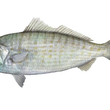 "Tommy Ruff" Poster for Sale by RawPrawnArt | Redbubble