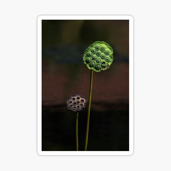 "Alien Plants from Planet Zorg" Sticker by heatherfriedman | Redbubble