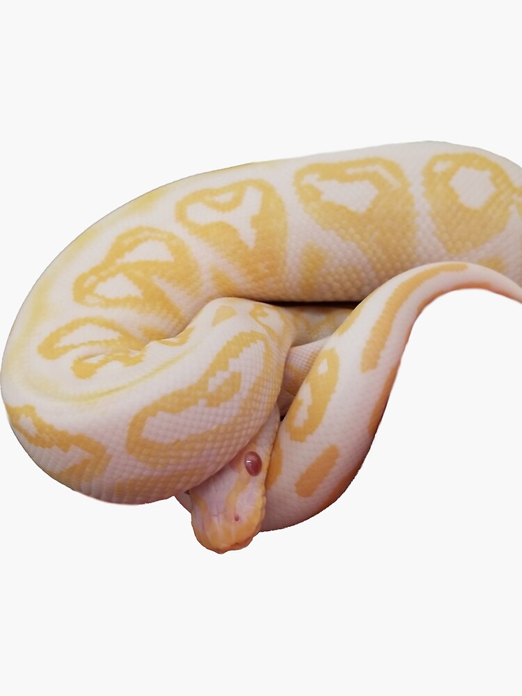 "Black Pastel Albino Ball Python Sticker 2" Sticker for Sale by ...