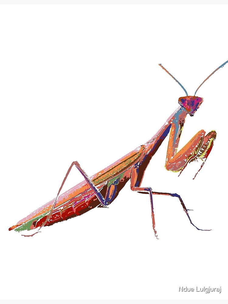 "Colorful Praying Mantis" Poster by antonlulgjuraj | Redbubble