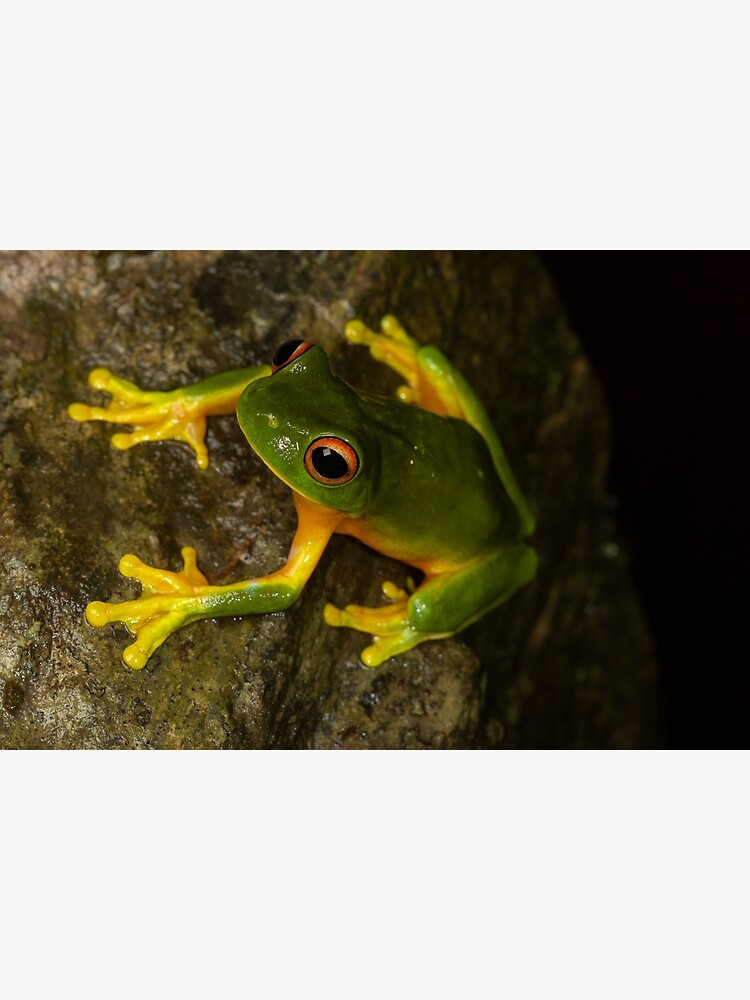 "Orange-thighed tree frog (Litoria xanthomera) on a wet stone in the ...