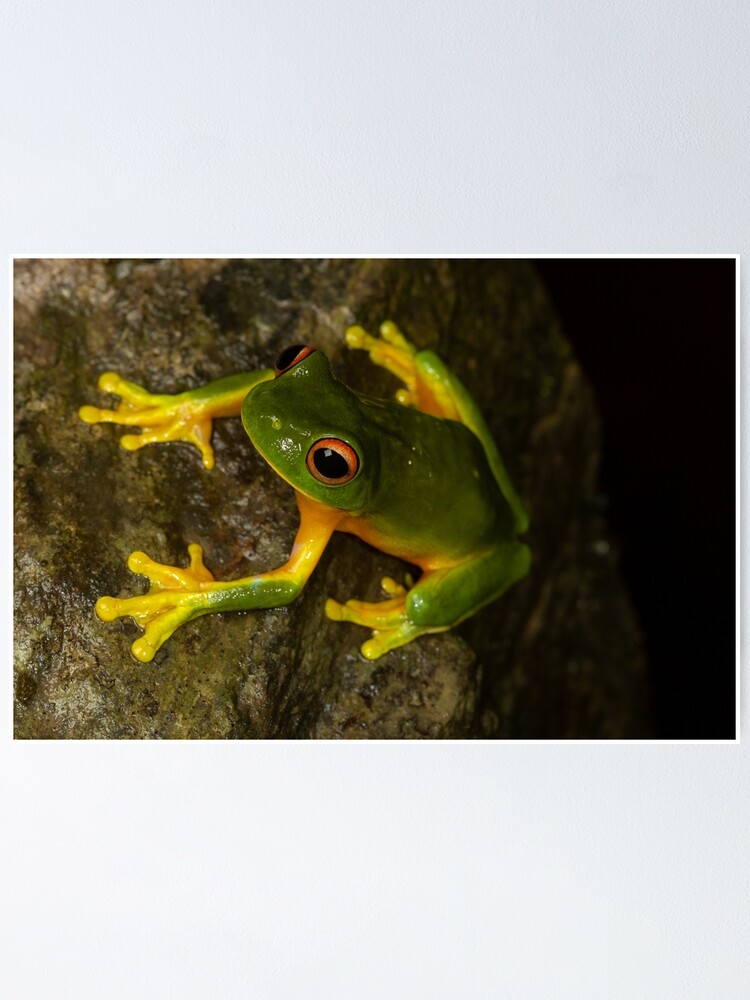 "Orange-thighed tree frog (Litoria xanthomera) on a wet stone in the ...