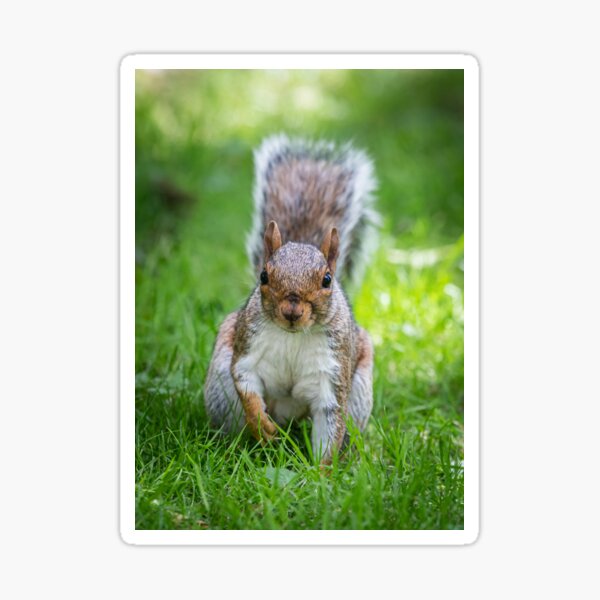 "A squirrel face off" Sticker for Sale by BromleyAR | Redbubble