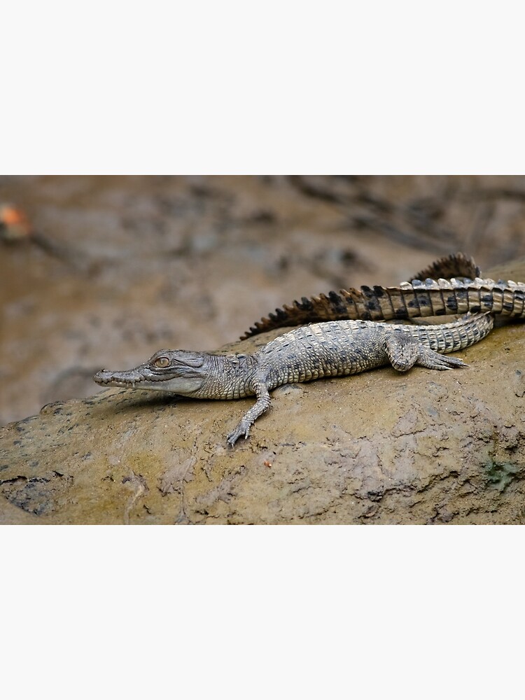 "Hatchling saltwater crocodile (Crocodylus porosus) " Poster for Sale ...