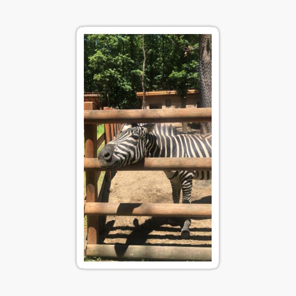 "Cute Zebra" Sticker for Sale by amandebarquette | Redbubble