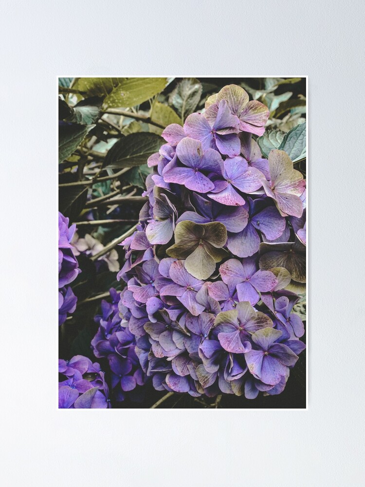 "Hydrangea " Poster by FigureAndFold | Redbubble