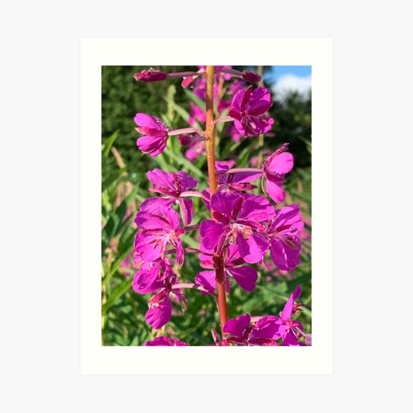 Fireweed Art Prints | Redbubble