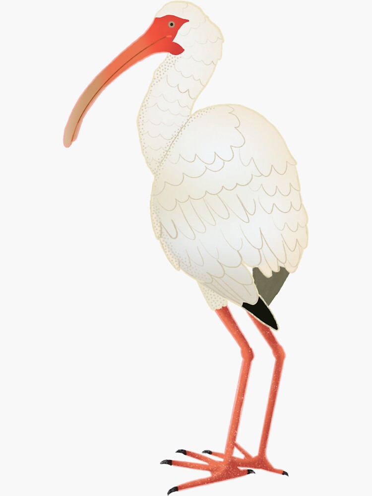 "Ibis" Sticker for Sale by sarahkmartin | Redbubble