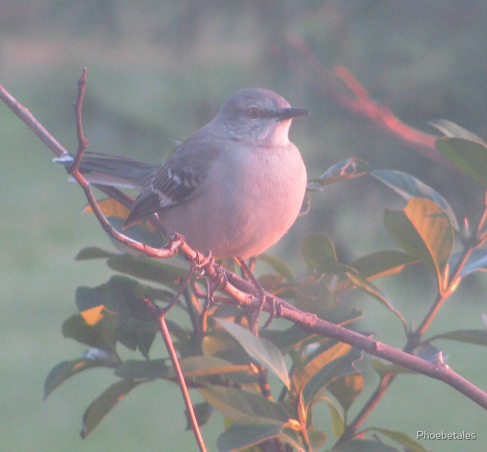 "Mockingbird at Sunset" by Phoebetales | Redbubble