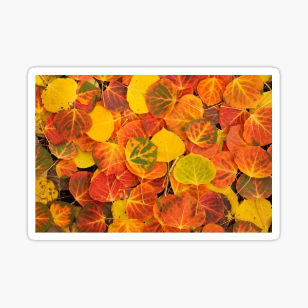 "Nature collage" Sticker for Sale by Eivor | Redbubble
