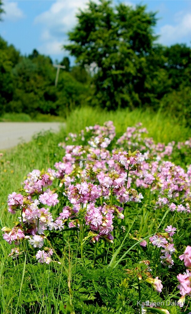 "Bouncing Bet" by Kathleen Daley | Redbubble