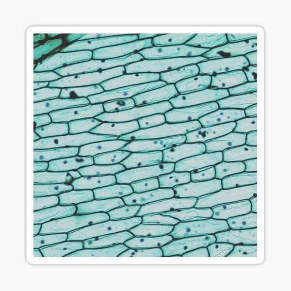"Onion epidermis w.m." Sticker for Sale by CellsOfWorld | Redbubble