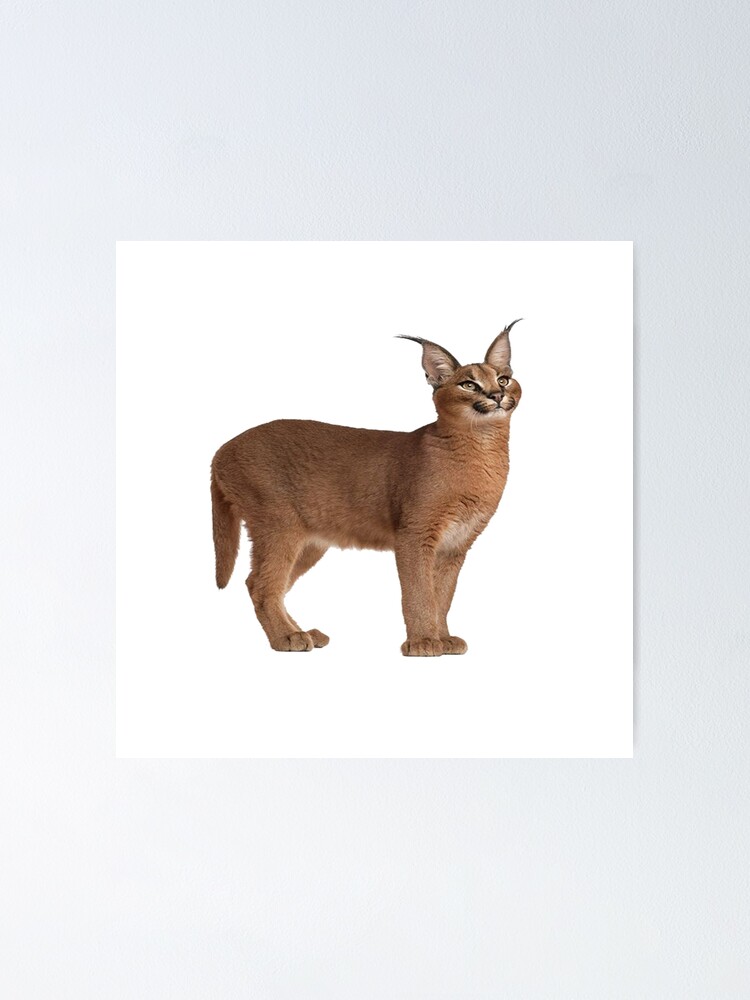 "Big Floppa" Poster for Sale by Han Zo | Redbubble