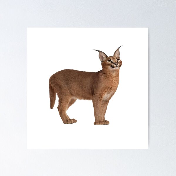 "Big Floppa" Poster for Sale by Han Zo | Redbubble