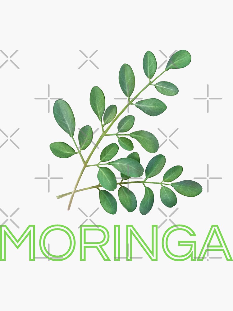 "Moringa Superfood" Sticker for Sale by surecanmakeit | Redbubble