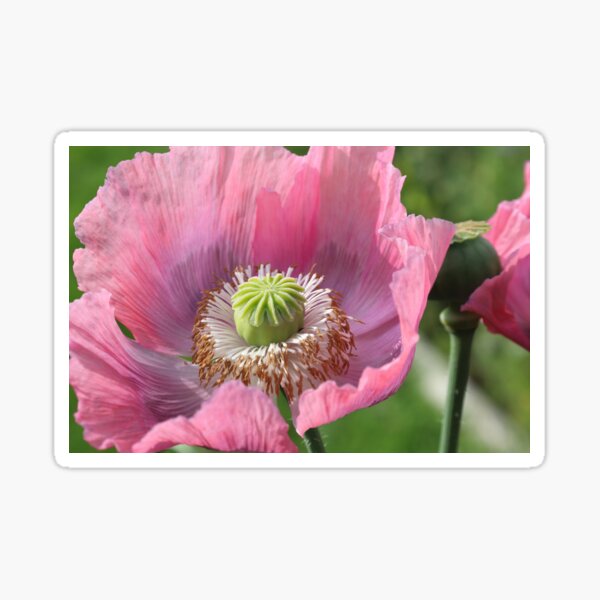 "Pink Poppy" Sticker for Sale by steffik | Redbubble