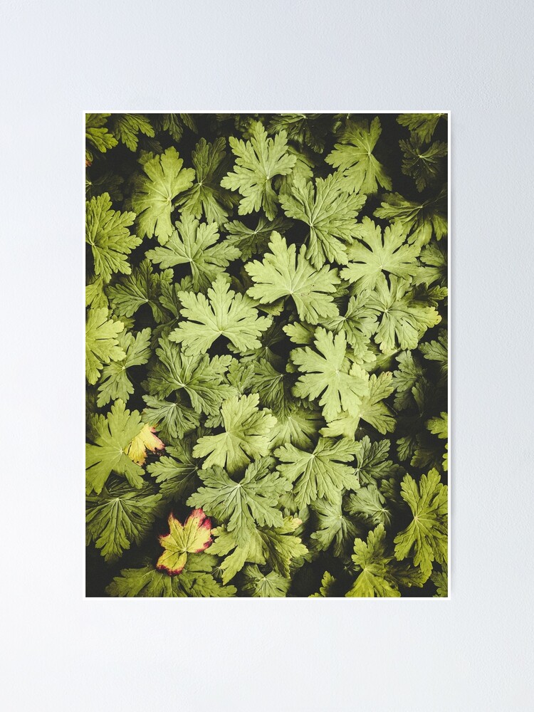 "Leafy " Poster for Sale by FigureAndFold | Redbubble