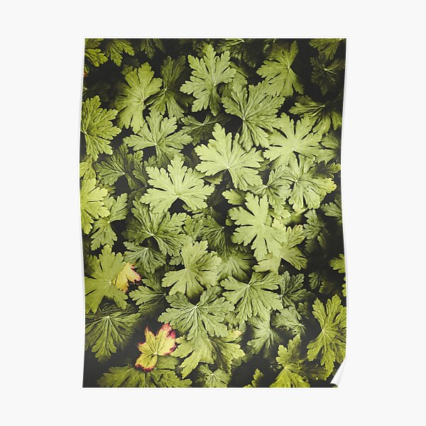 "Leafy " Poster for Sale by FigureAndFold | Redbubble