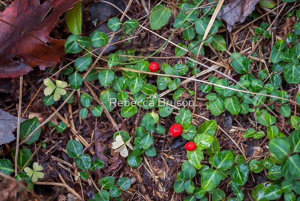 "Partridge Berry " by Rebecca Bryson | Redbubble