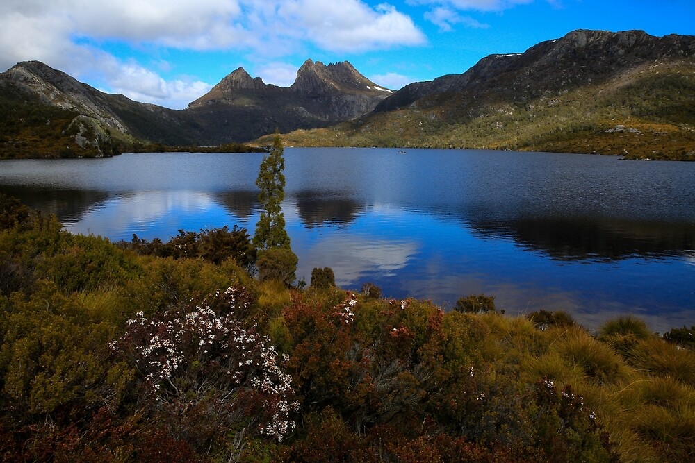 "Spring Wildflowers at Cradle Mountain, Tasmania" by John Bullen ...