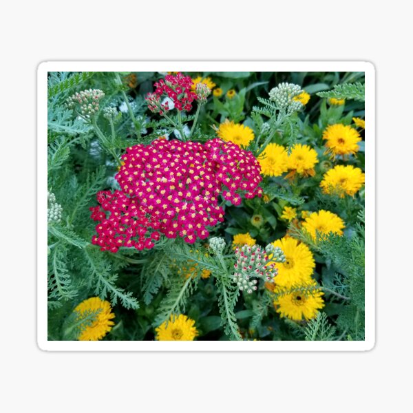 leafytrailshop Shop | Redbubble