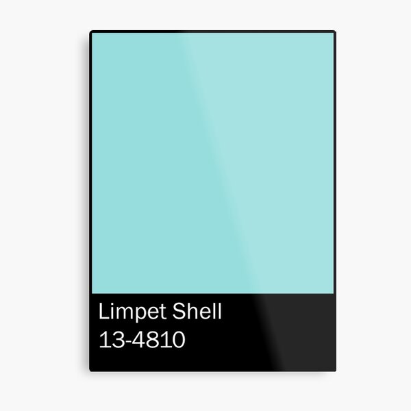 Limpet Shell Wall Art | Redbubble