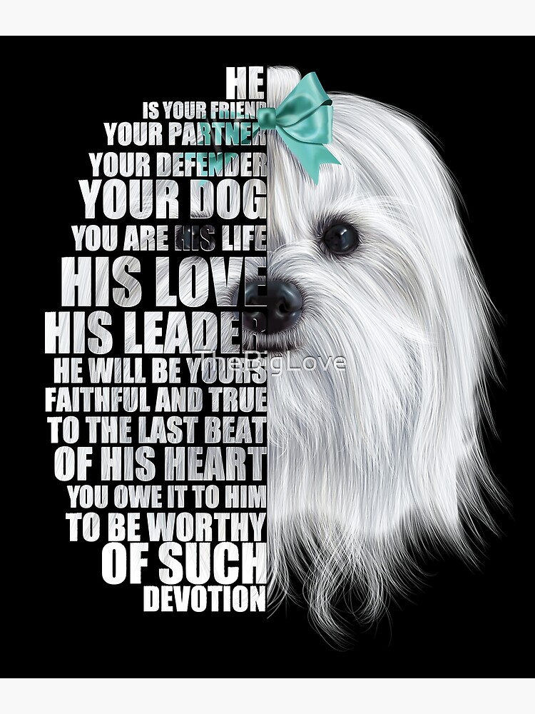 "Maltese dog cute drawing inspirational quotes gift for Maltese dog ...