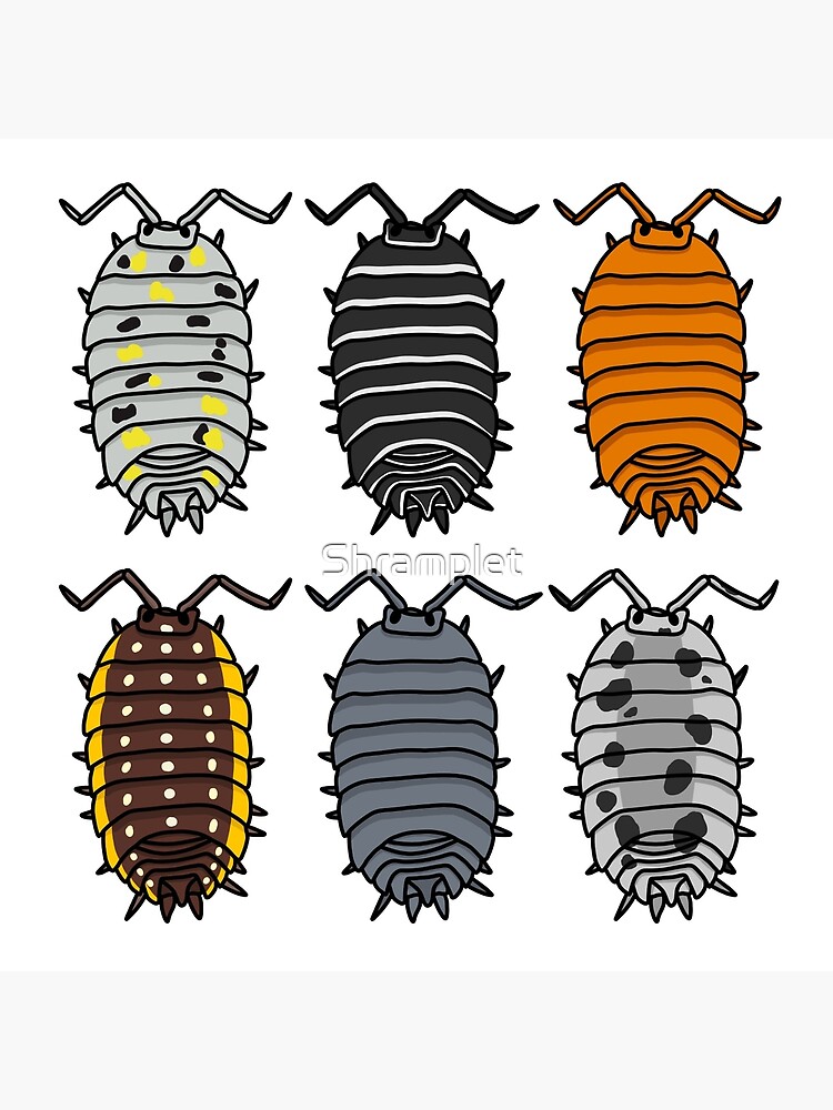 A Color Coded Chart To Choosing Your Isopods And