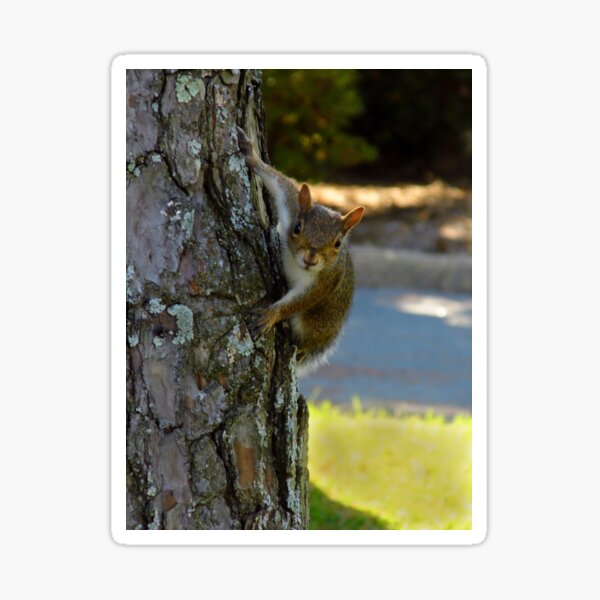 "The Marriott Hotel Squirrel" Sticker for Sale by WildestArt | Redbubble