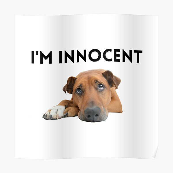 "I'm Innocent Dog meme" Poster for Sale by amitroy | Redbubble