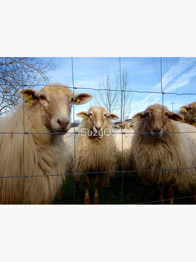 "Baaaa! " Sticker for Sale by SuzyQS | Redbubble