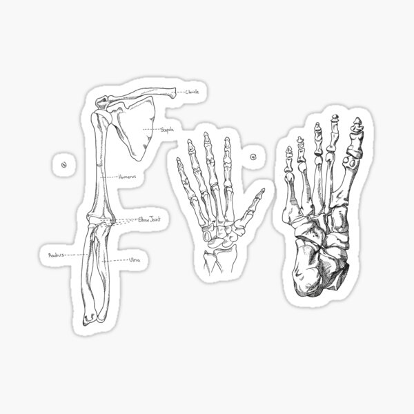 "Bone Illustration" Sticker by aroartdesign | Redbubble