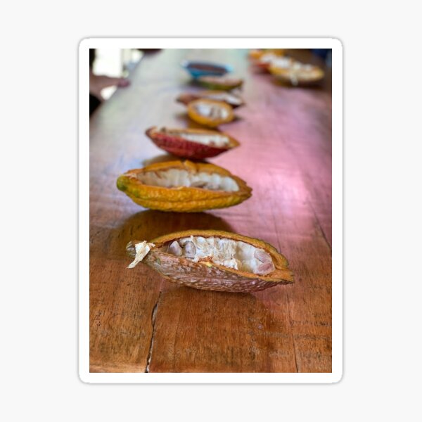 "Cacao Pods" Sticker for Sale by RaspberrySpark | Redbubble